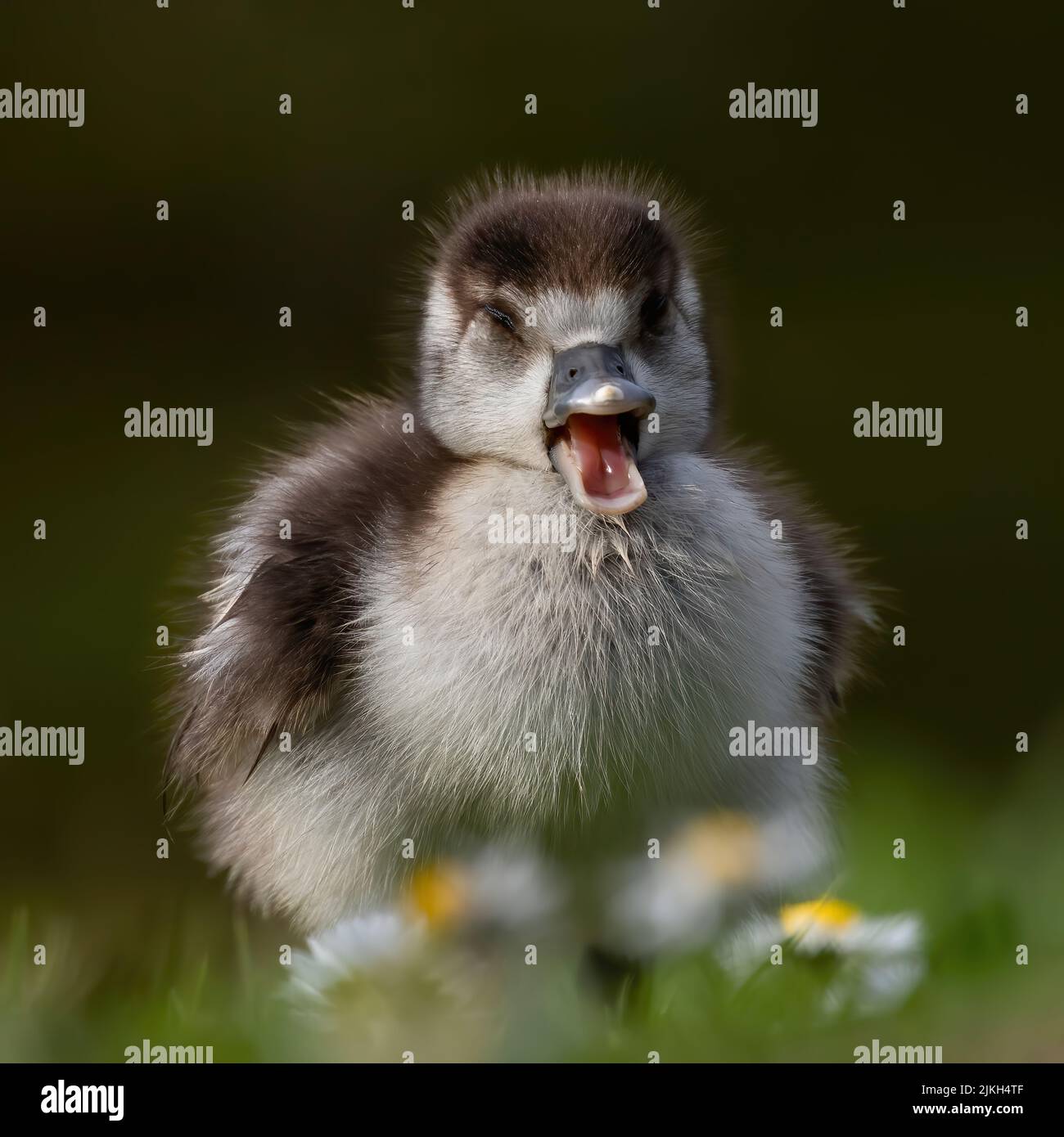 Yalling hi-res stock photography and images - Alamy