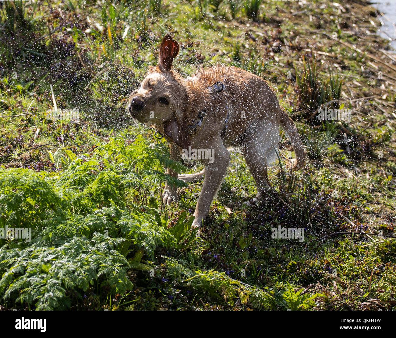 Labrador shaking water hi-res stock photography and images - Alamy