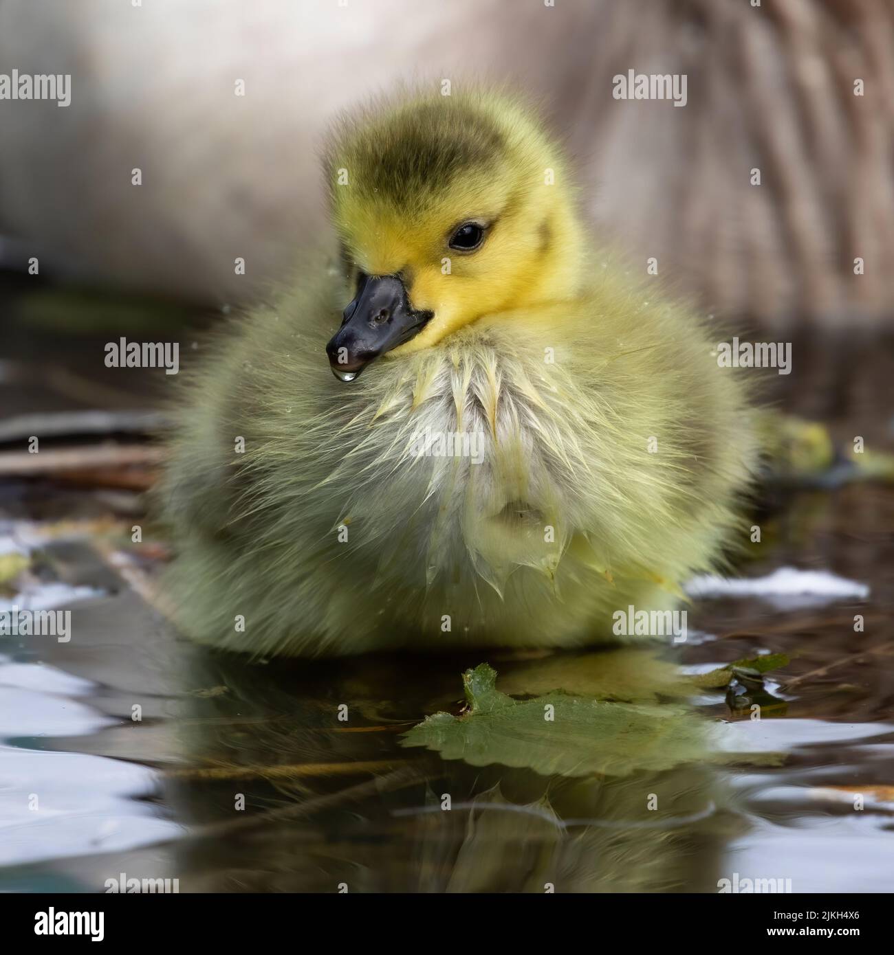 Egyptian duckling hi-res stock photography and images - Alamy