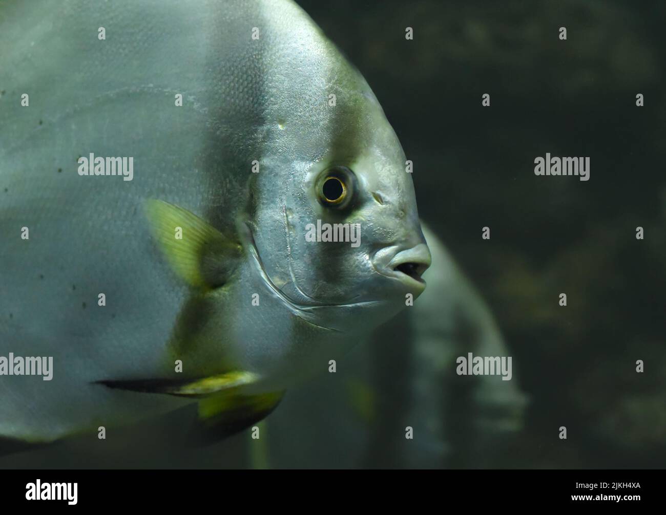 The long finned batfish in aquarium closeup Stock Photo - Alamy