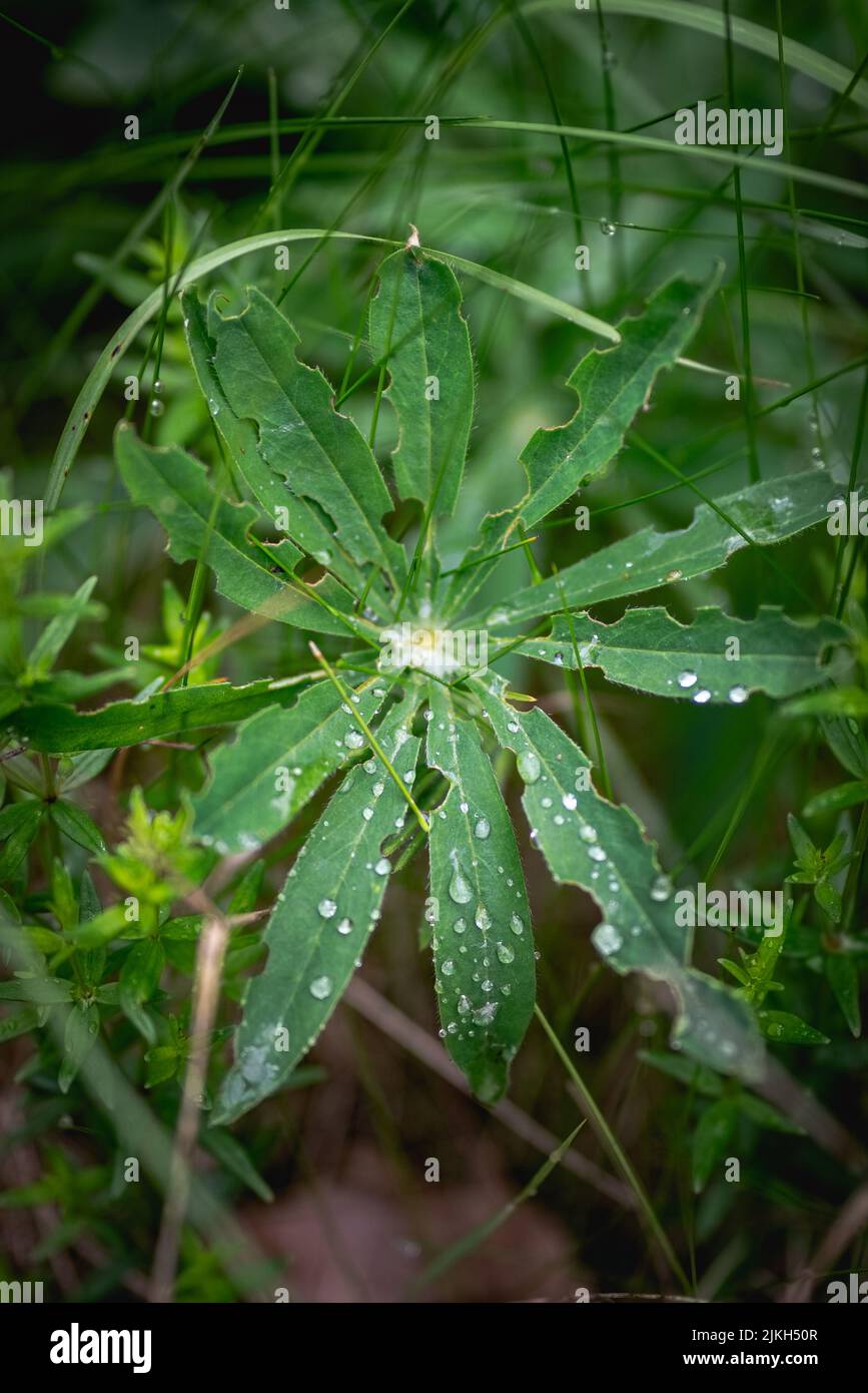 A vertical close-up shot of green Ricinus plant with water droplets on ...