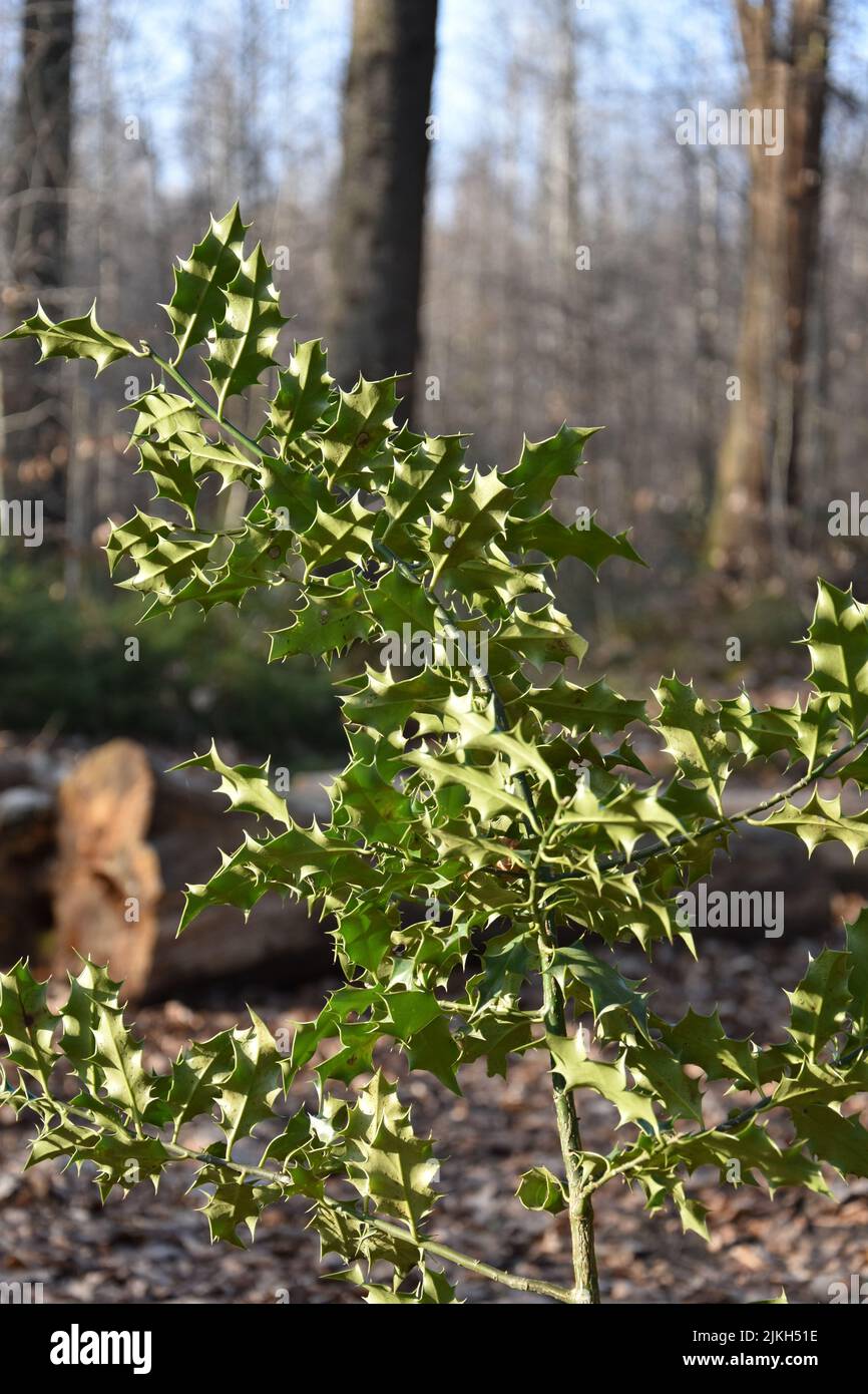 Common holly hi-res stock photography and images - Alamy