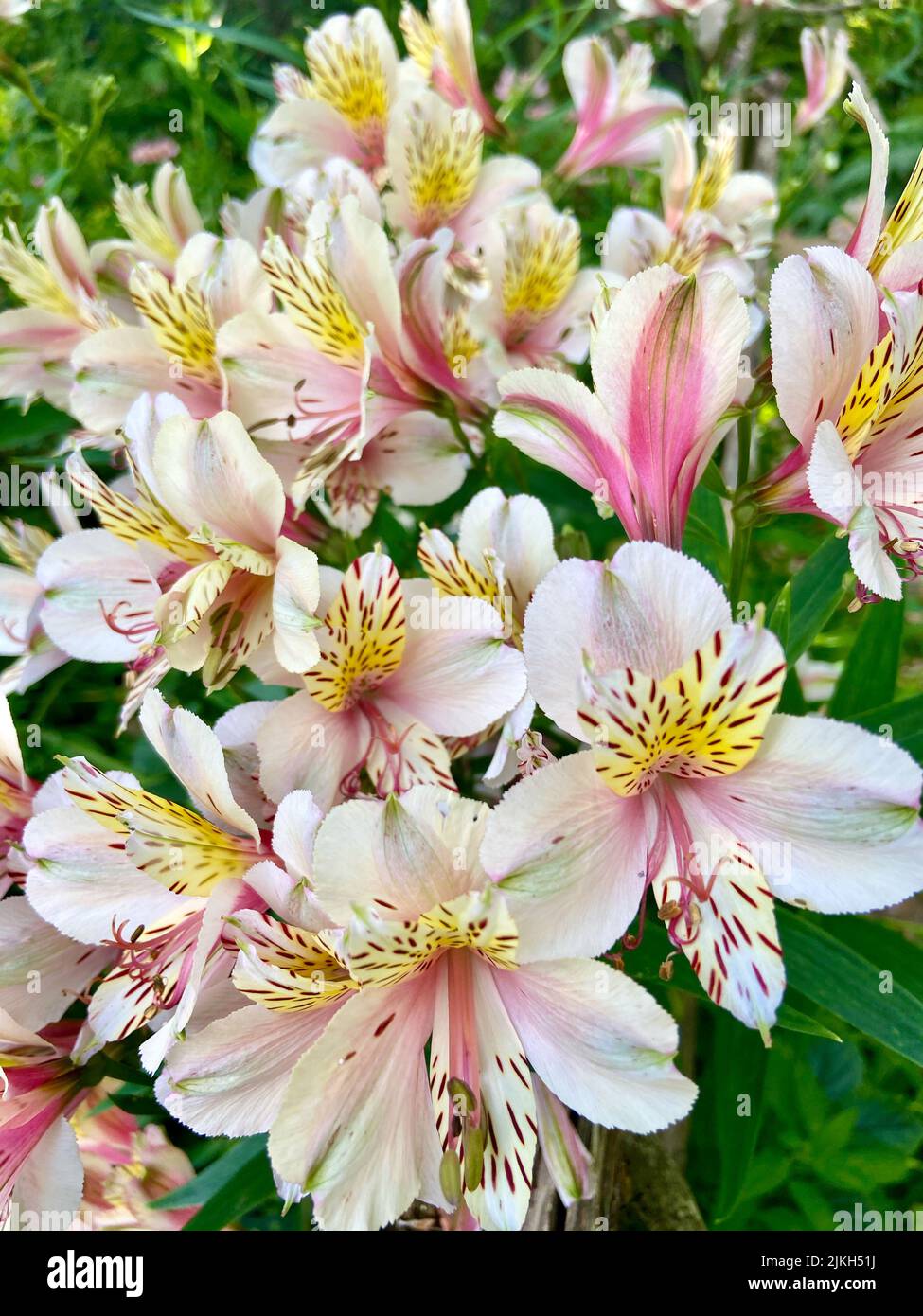 Parrot lily hi-res stock photography and images - Alamy