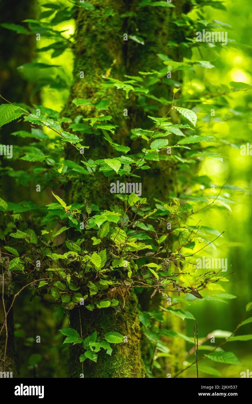 A vertical shot of tree covered in leaves - great match for backgrounds ...
