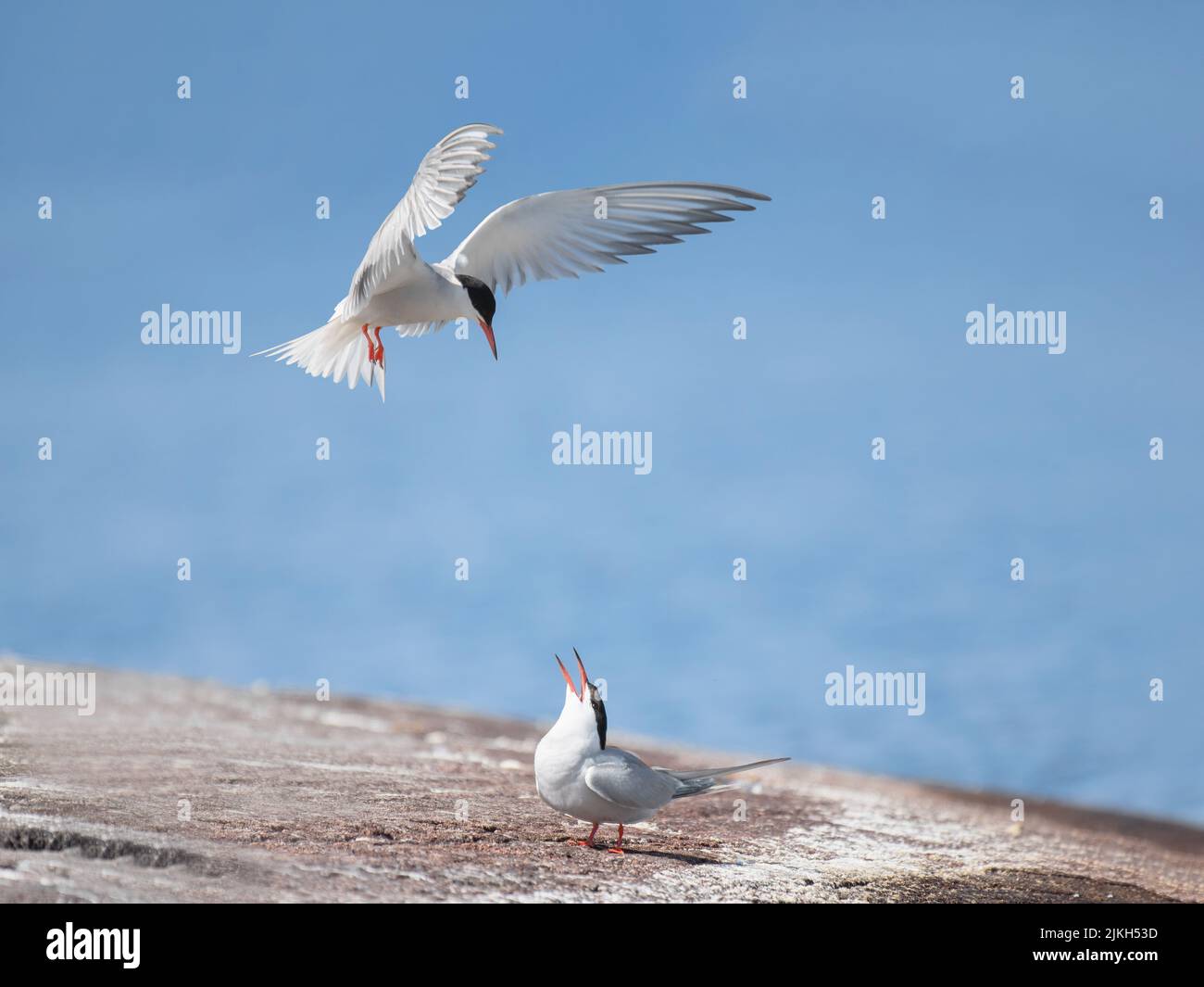 Common tern (Sterna hirundo) landing on a cliff where another tern is ...