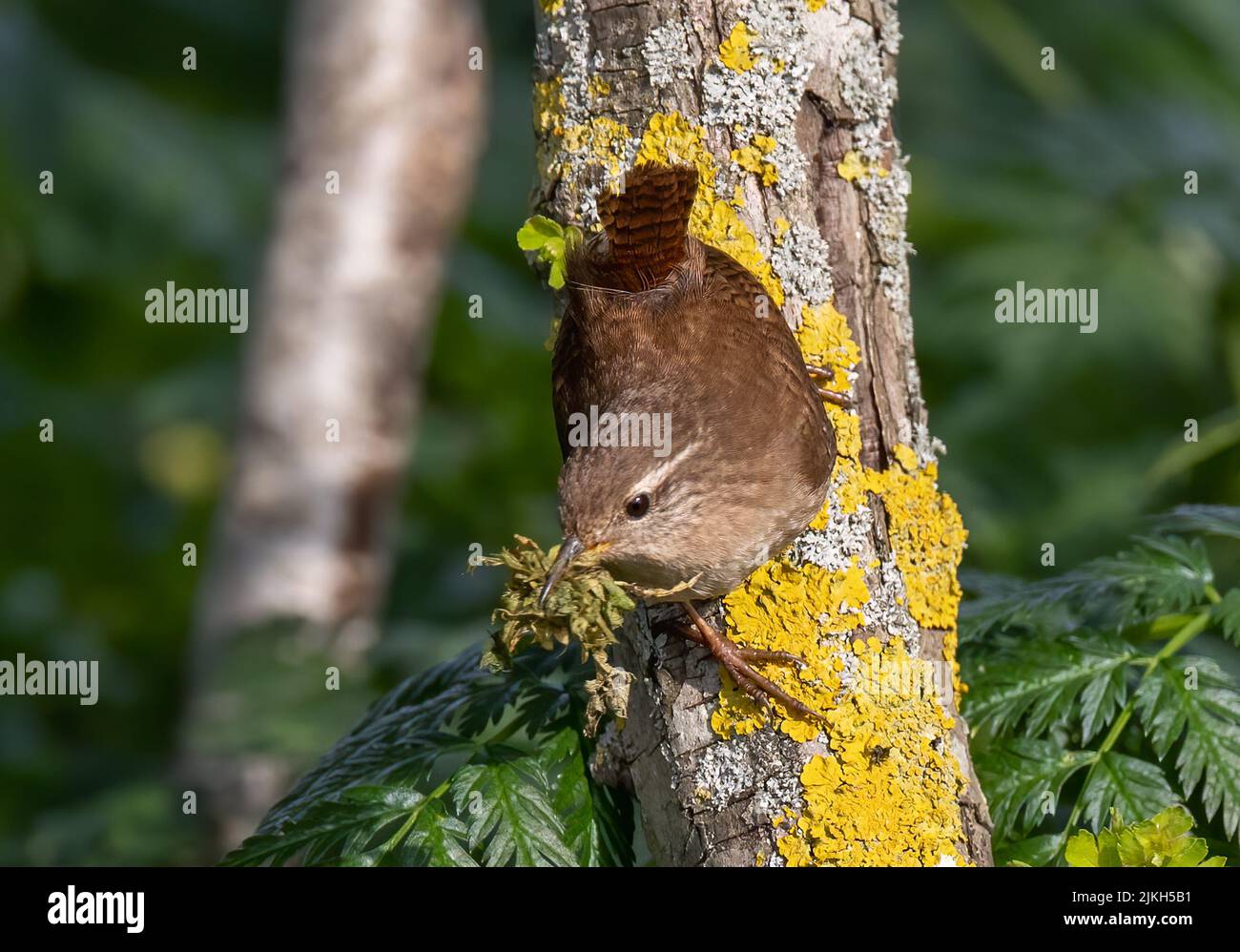A shot of a wren on the branch of a tree with dried leaves in the beak ...