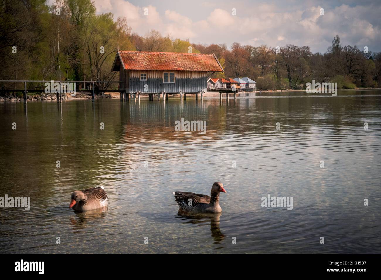 Traditional boathouses over the Lake Ammersee with ducks in Bavaria ...