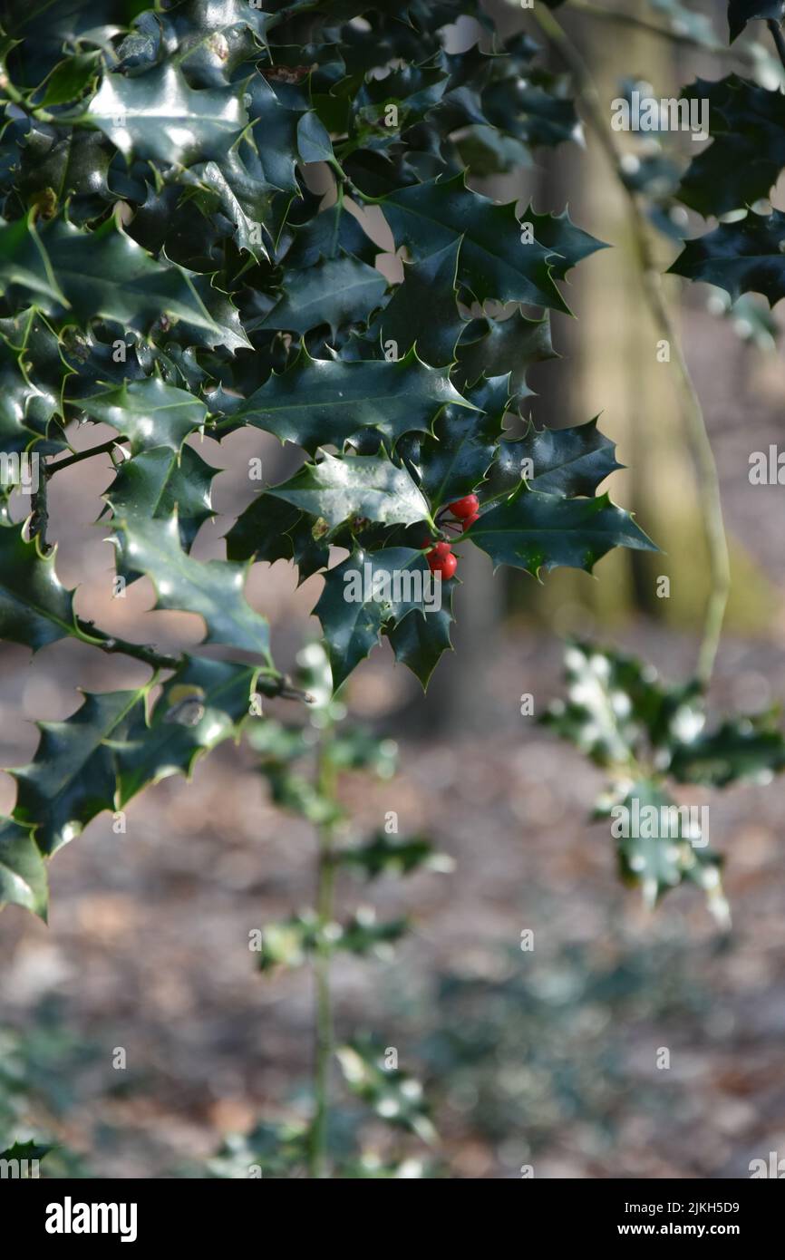 A vertical closeup shot of the common holly plant (Ilex aquifolium ...