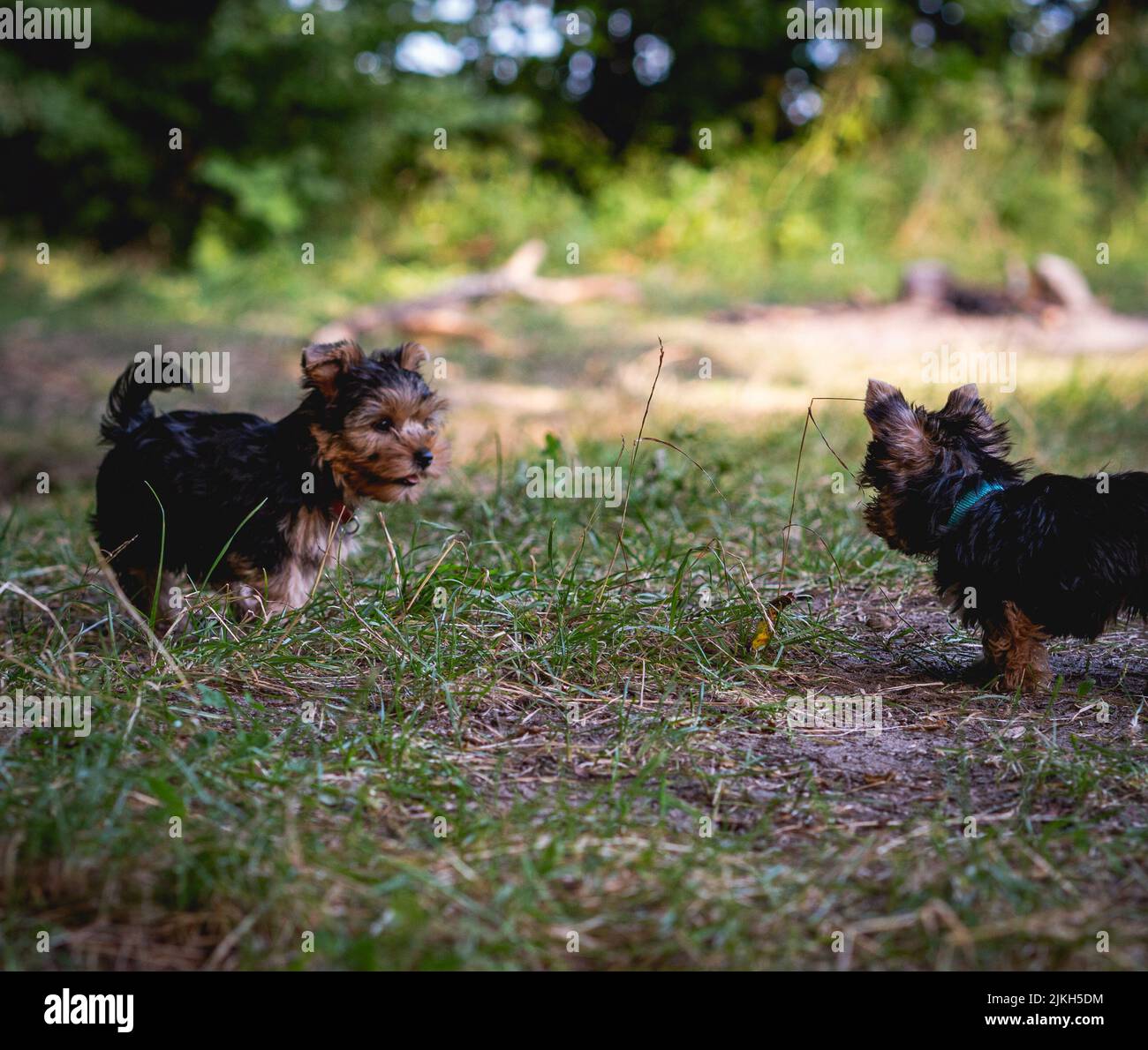 Yorkshire terriers hi-res stock photography and images - Alamy
