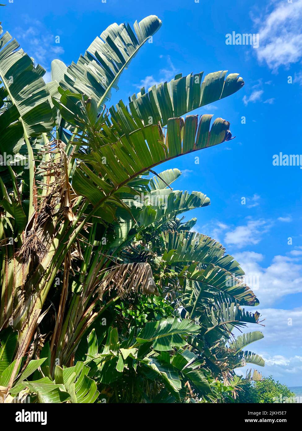 Banana tree leaves hi-res stock photography and images - Alamy