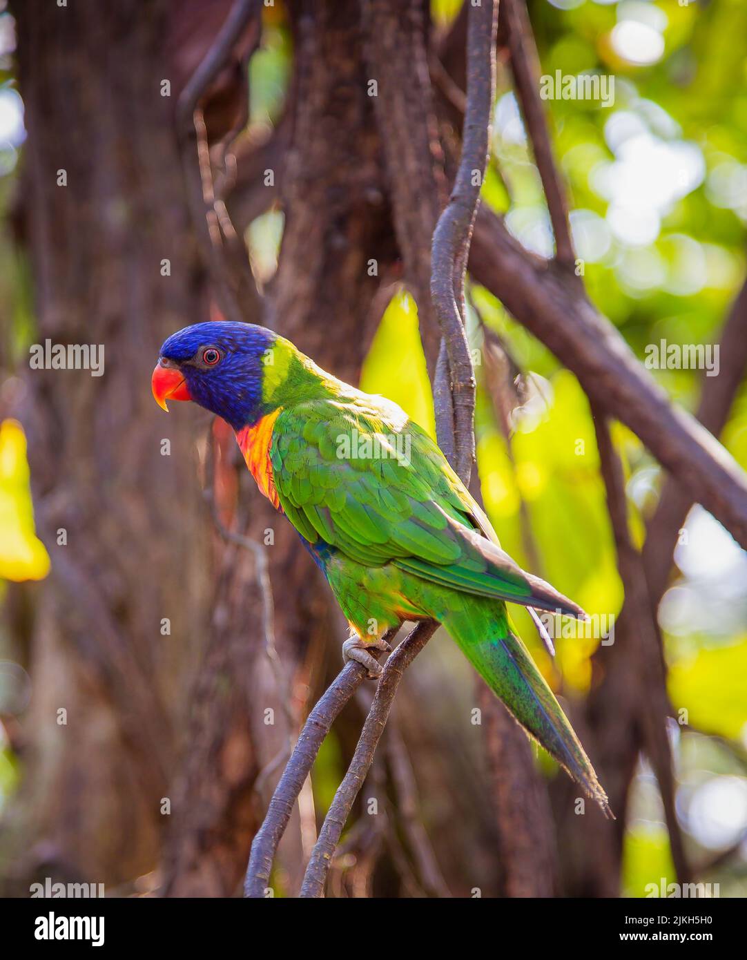 A shallow focus of colorful Loriini parrot on a tree branch Stock Photo ...