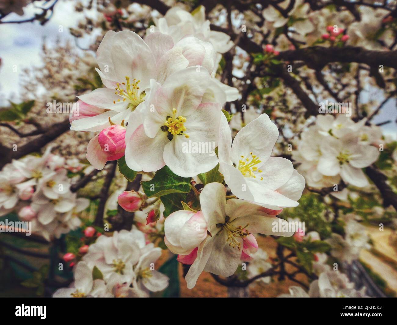 A selecvtive focus of blooming Malus 'Evereste' (Crabapple) tree with ...