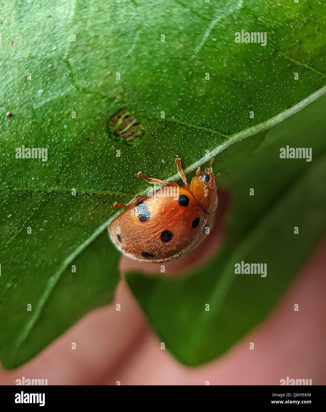 Mexican Bean Beetle Vs Ladybug