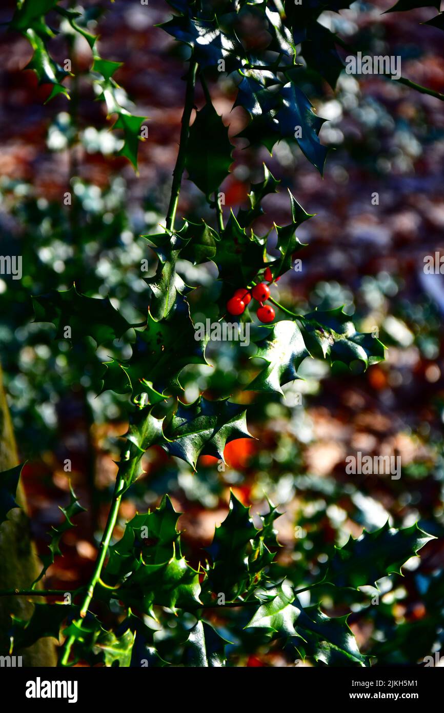 A vertical closeup shot of a common holly (Ilex aquifolium) branch ...