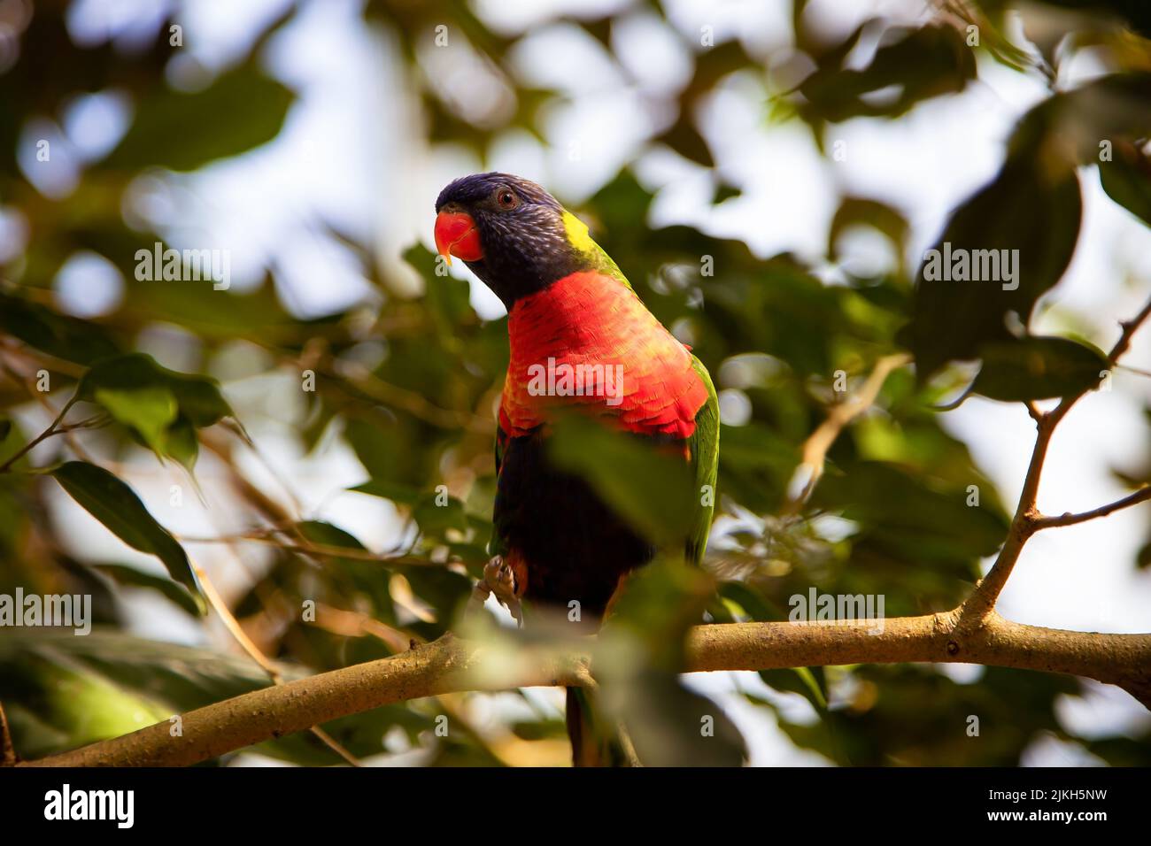 A Shallow focus of colorful Loriini parrot on a tree branch Stock Photo ...