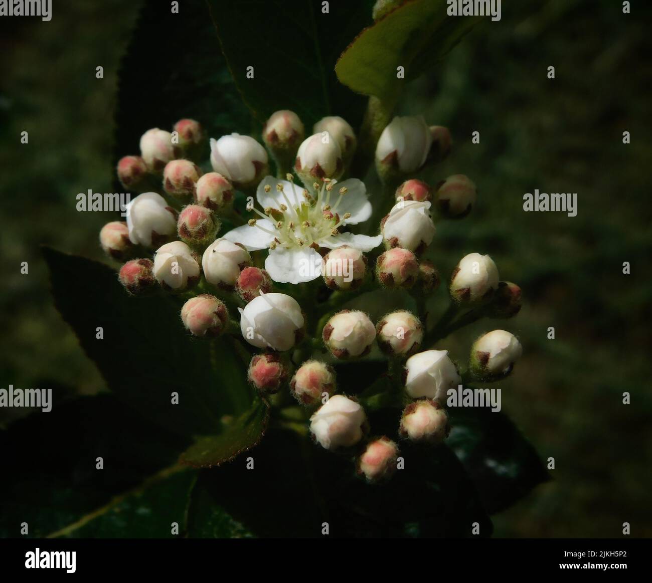 A shallow focus of Photinia flower and buds with green leaves Stock ...