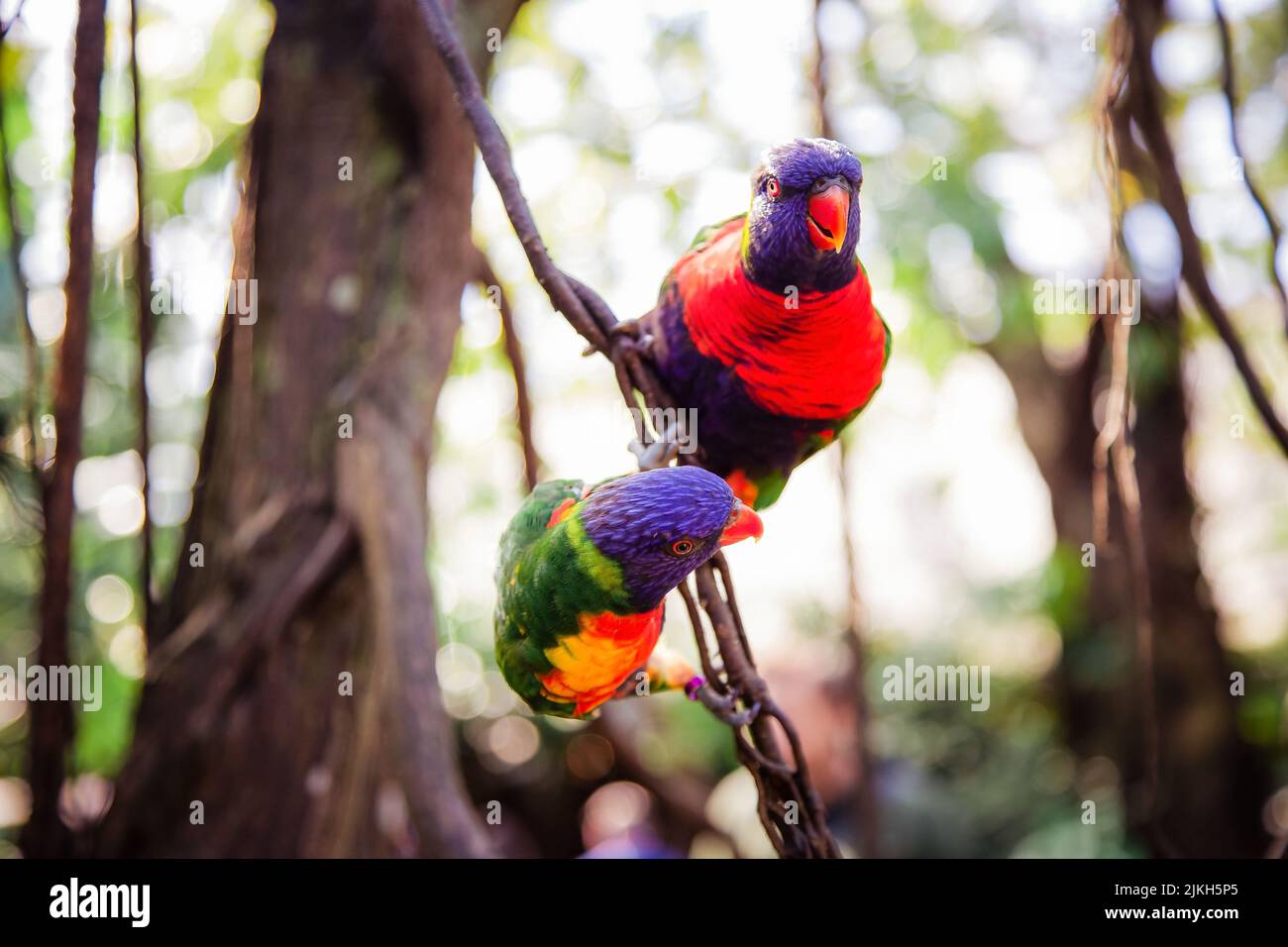 A Shallow focus of colorful Loriini parrots on a tree branch Stock ...
