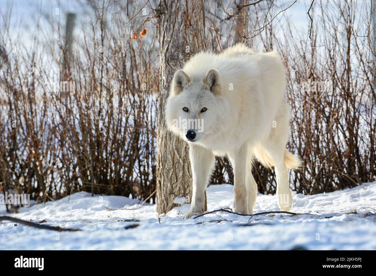 Canadian wolf hi-res stock photography and images - Alamy