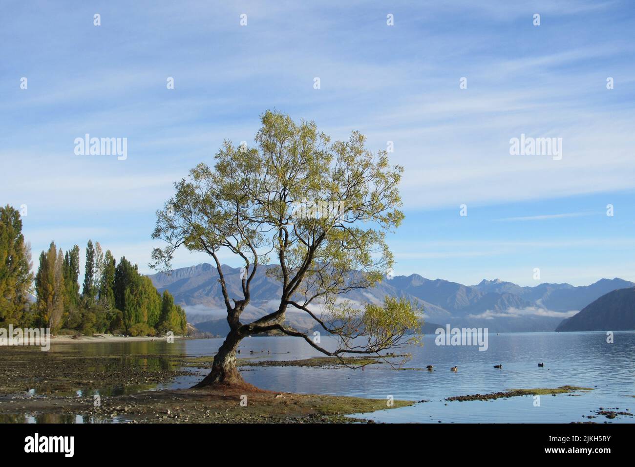 A scenic view of a tree growing on a shore of a lake against woods and ...