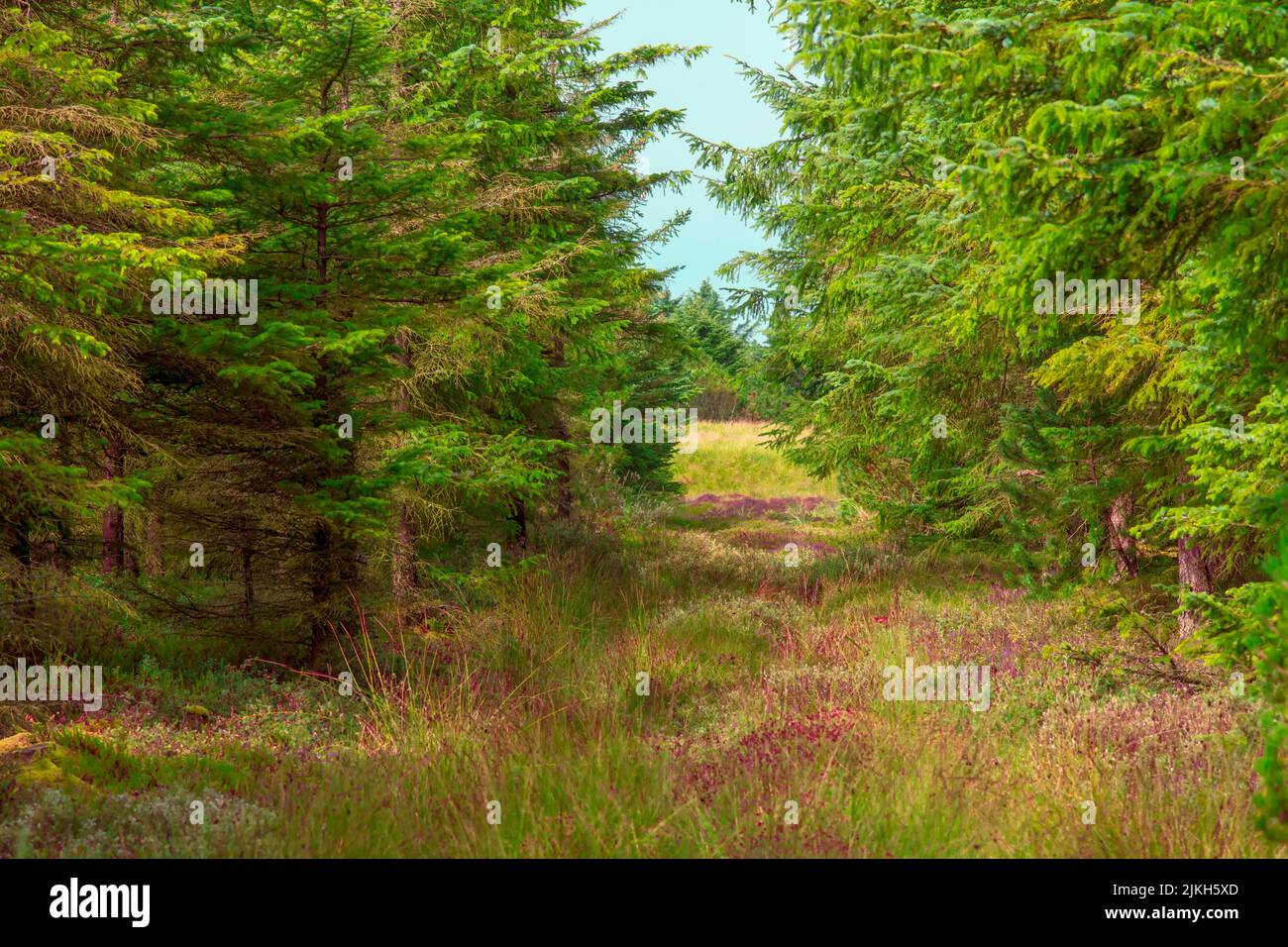 A Wooden landscape in the Thy National Park in north Denmark Stock ...