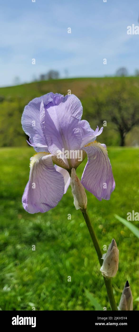 Sweet iris hi-res stock photography and images - Alamy