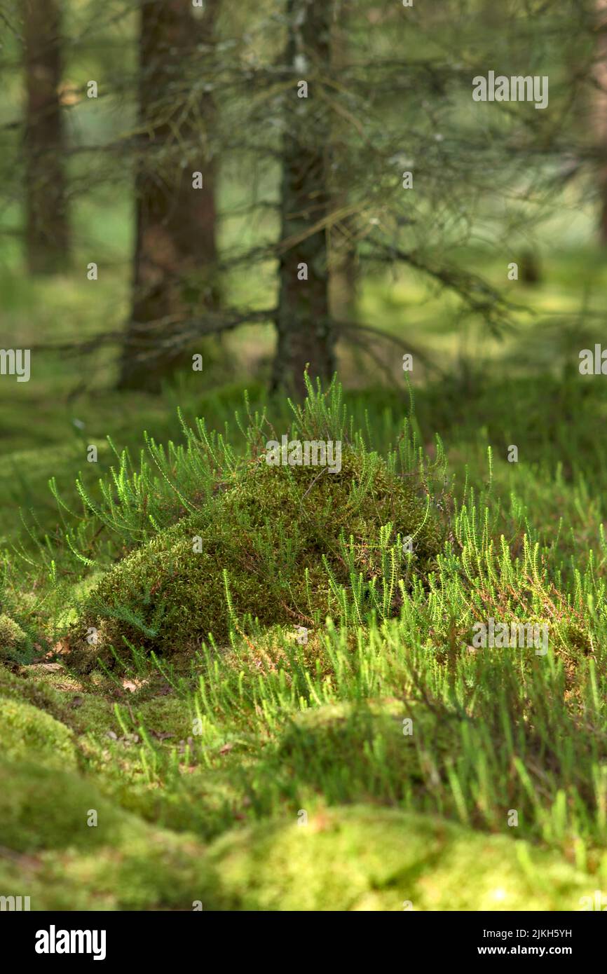 A vertical shot of the grass and trees in the Thy National Park in ...