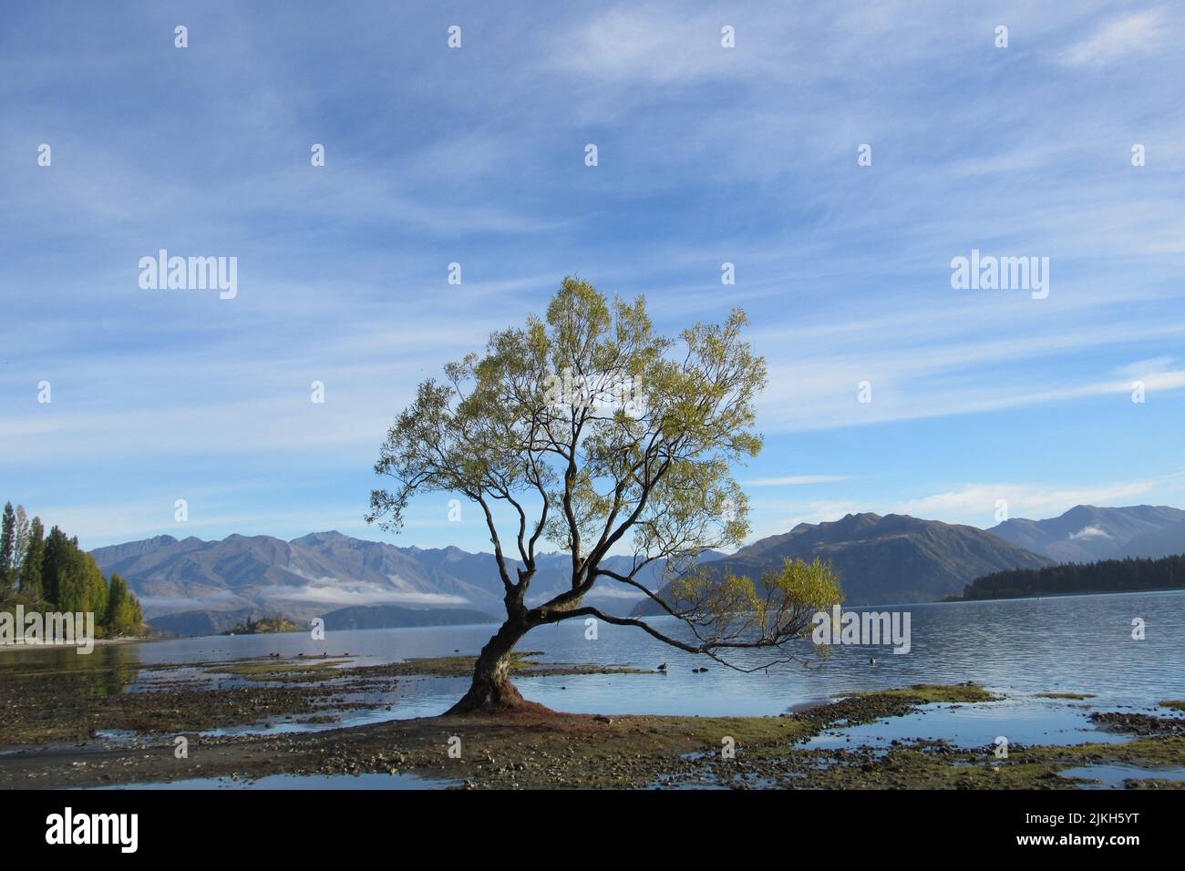 A scenic view of a tree growing on a shore of a lake against woods and ...