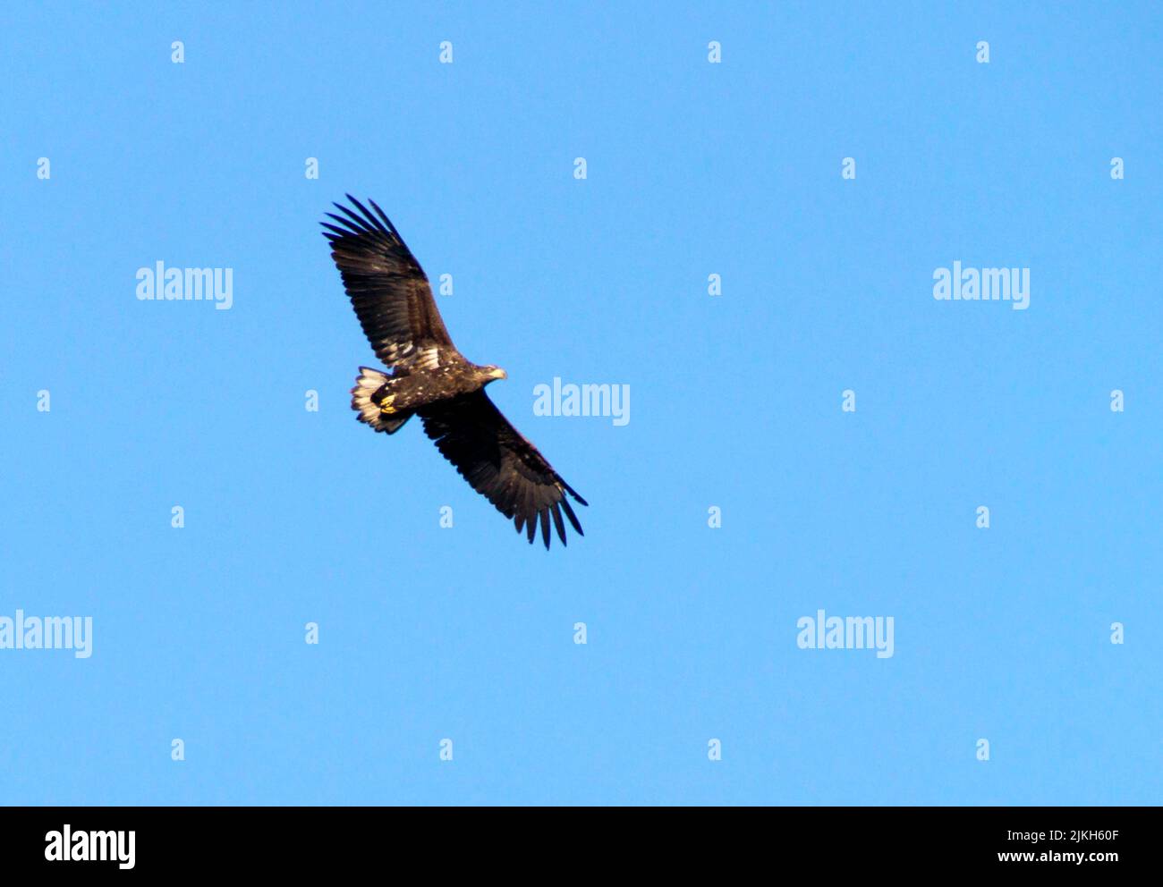 A young eagle flying in the blue sky with outstretched wings Stock Photo - Alamy