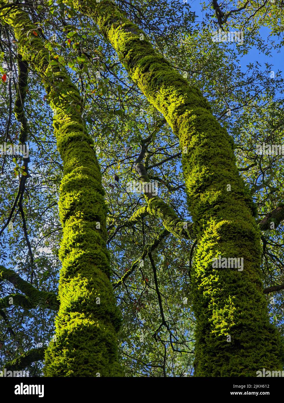 A vertical shot of tall wooden trees in a forest covered in green moss ...