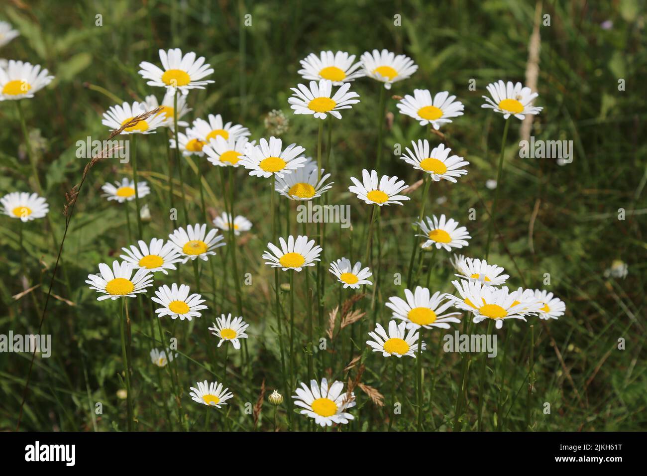 Blooming white daisy flowers in the meadow. Spring nature scene with ...