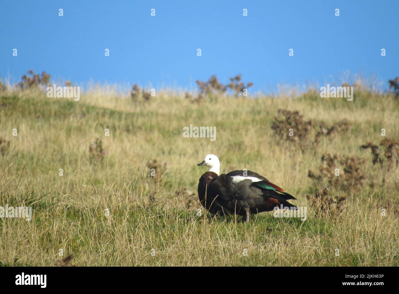 A paradise shelduck in a grassland with a blue sky in the background ...