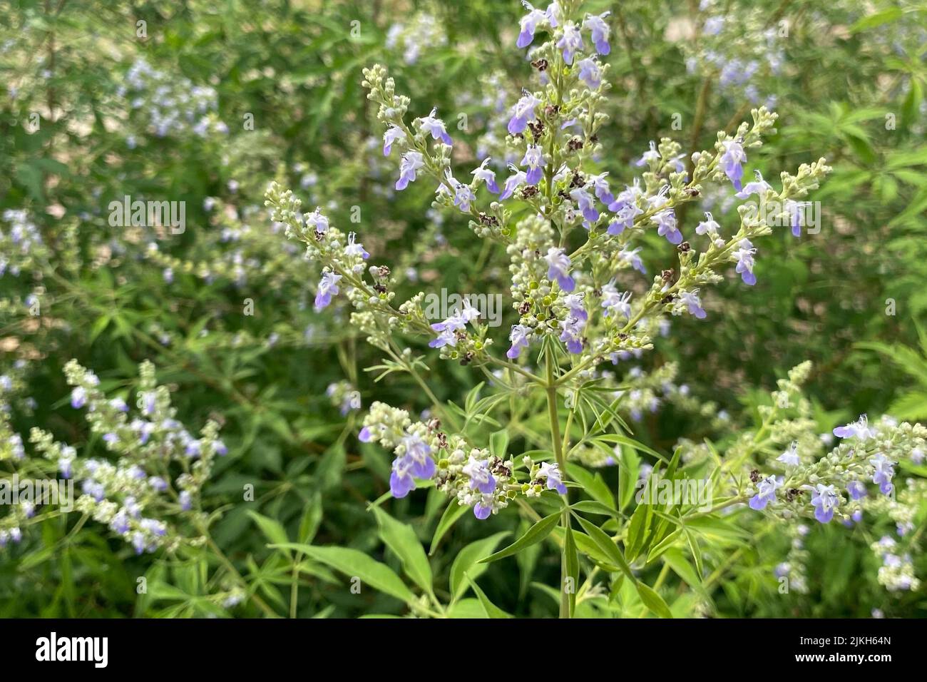 Lush green leaves and tiny bluish-purple flowers flowers of Vitex ...