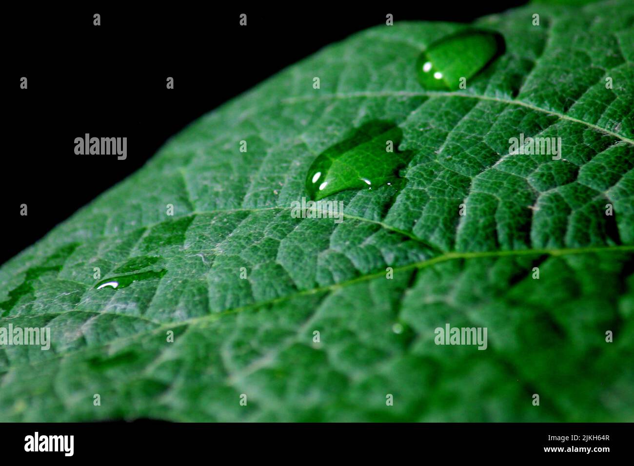 macro photography of a leaf with water drops and black background Stock ...