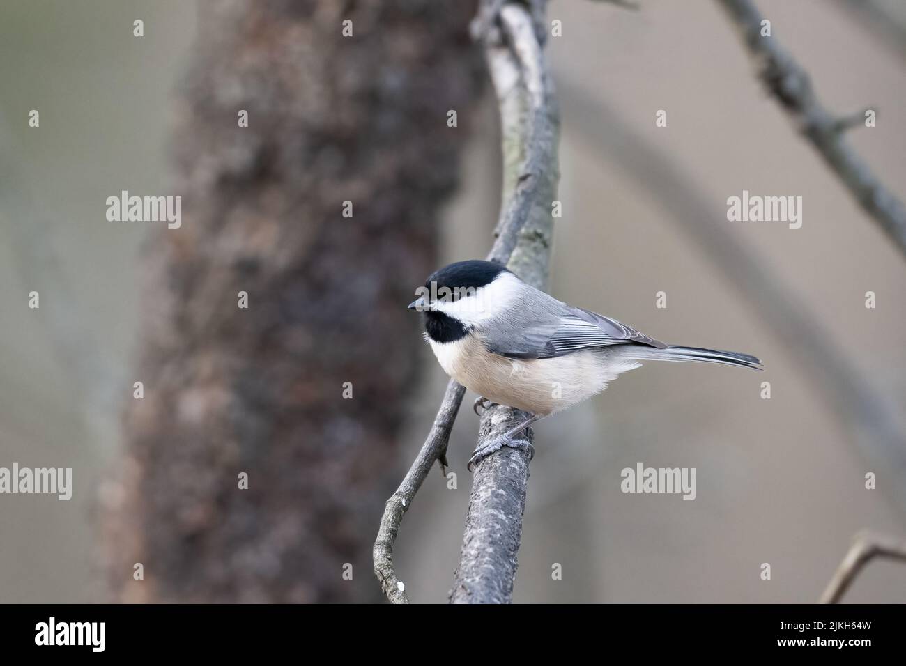 Carolina Chickadee (Poecile carolinensis) perched on a branch isolated ...