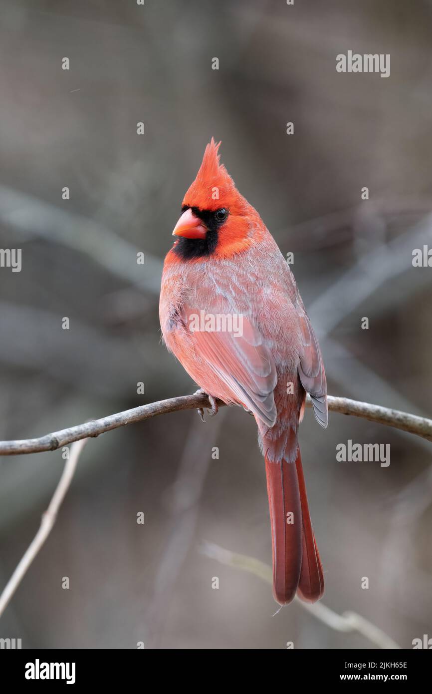 Male Northern Cardinal (Cardinalis cardinalis) perched on a branch with ...