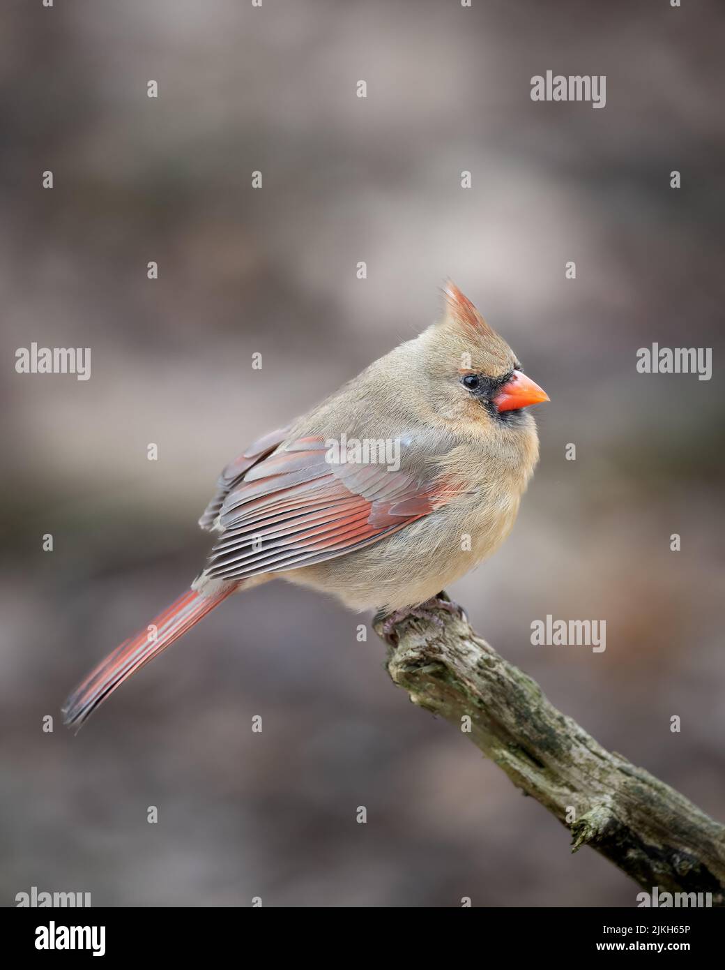 Male Northern Cardinal (Cardinalis cardinalis) perched on a branch with ...