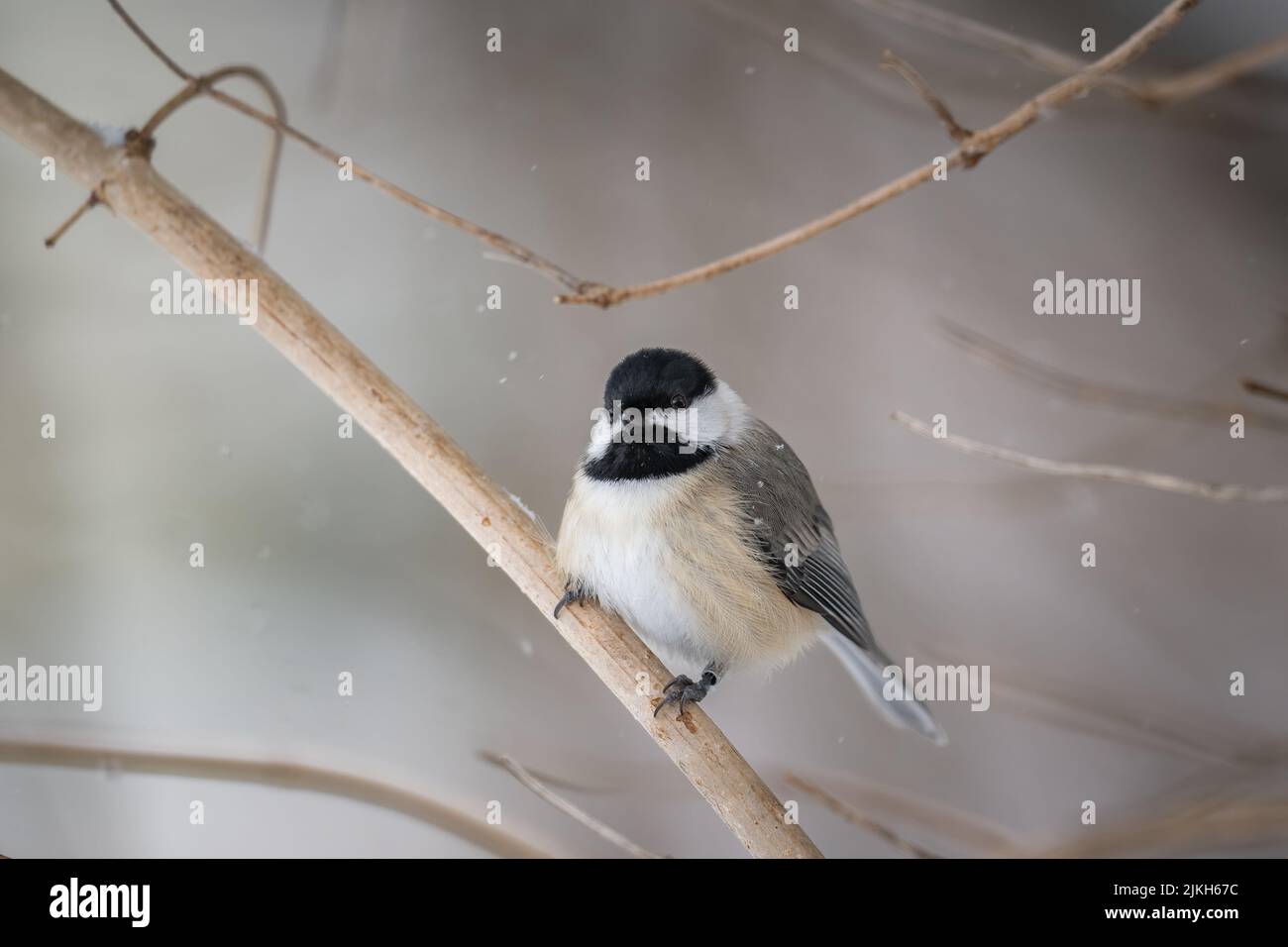 Carolina Chickadee (Poecile carolinensis) perched on a branch isolated ...