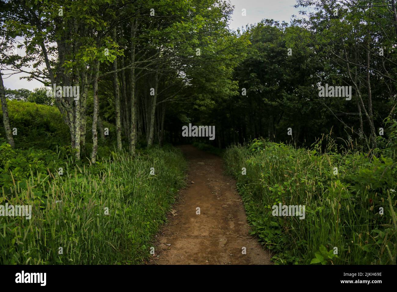Rural view forest path hi-res stock photography and images - Alamy