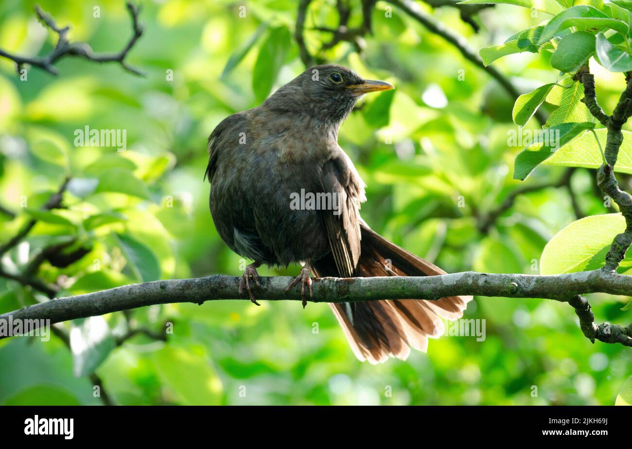 Black black eye apple hi-res stock photography and images - Alamy
