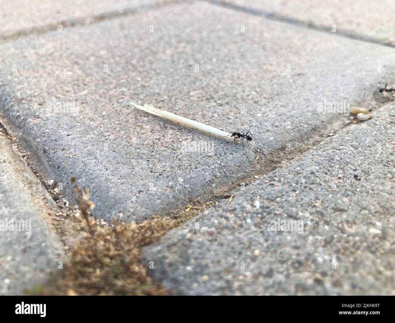 A photo of an ant carrying a dry blade of straw on the sidewalk Stock ...
