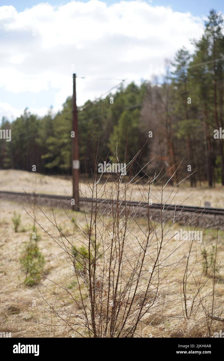A vertical shot of a plant with wooden twigs in a rural area in a ...
