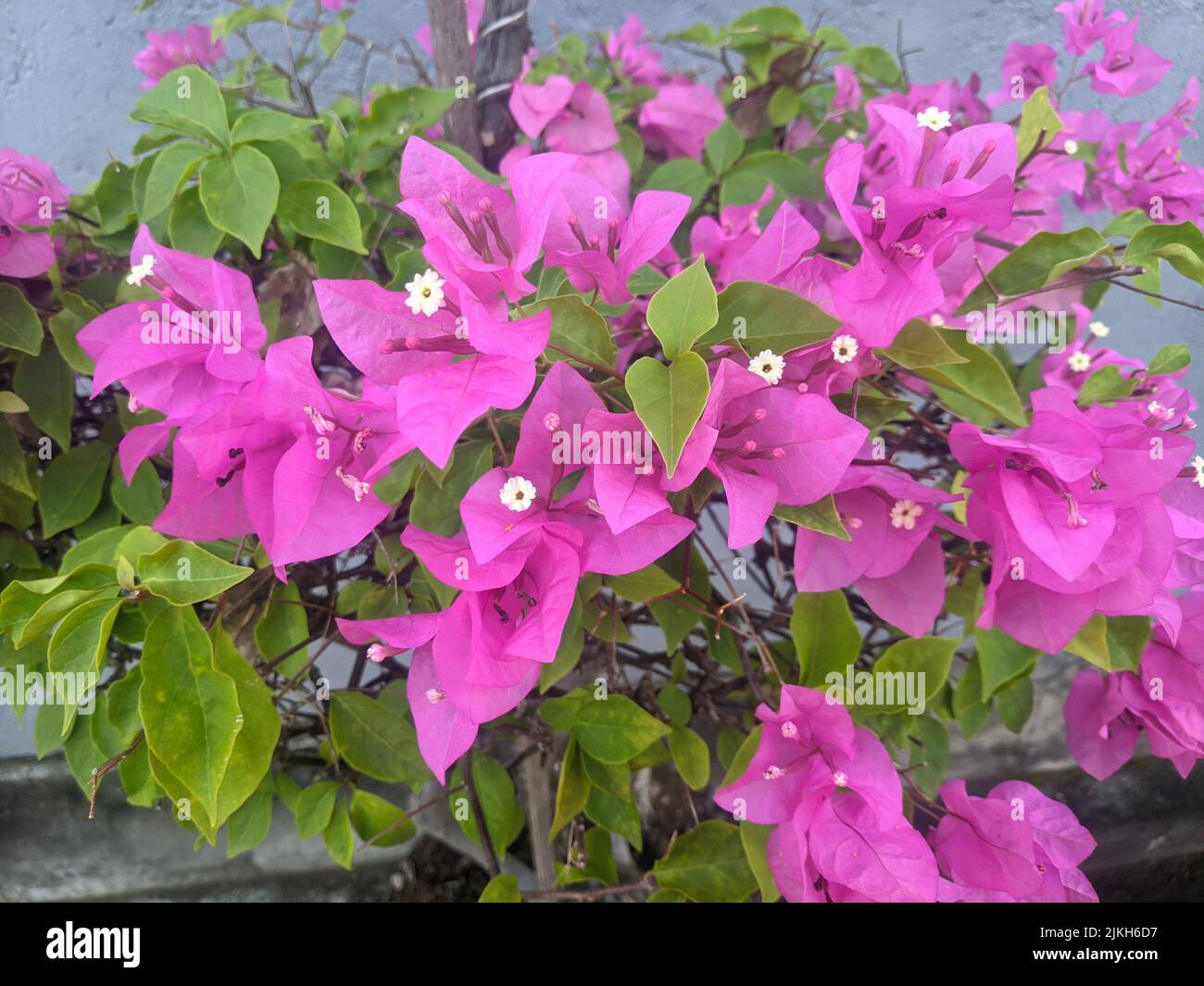 Bougainvillea are popular houseplants. The shape is a small tree that ...