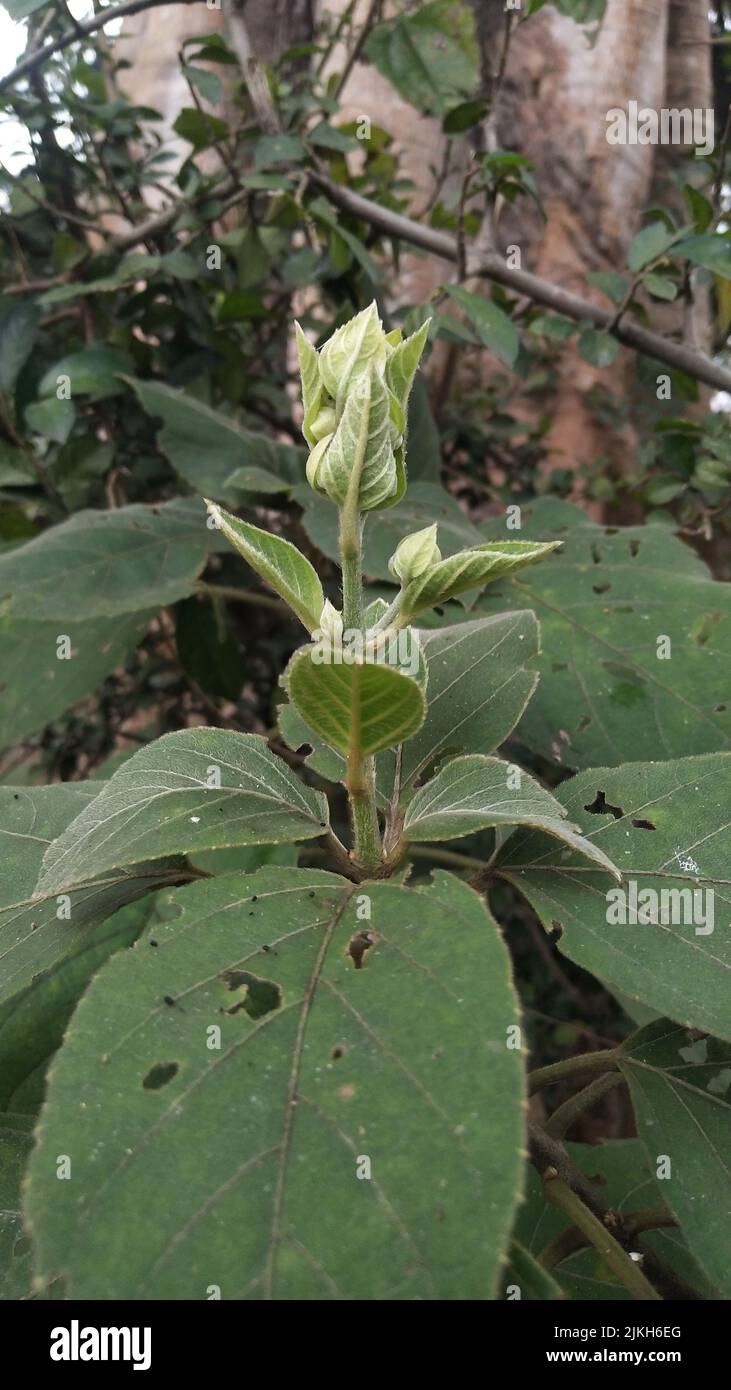Clerodendrum infortunatum Flower bud getting ready. Clerodendrum ...