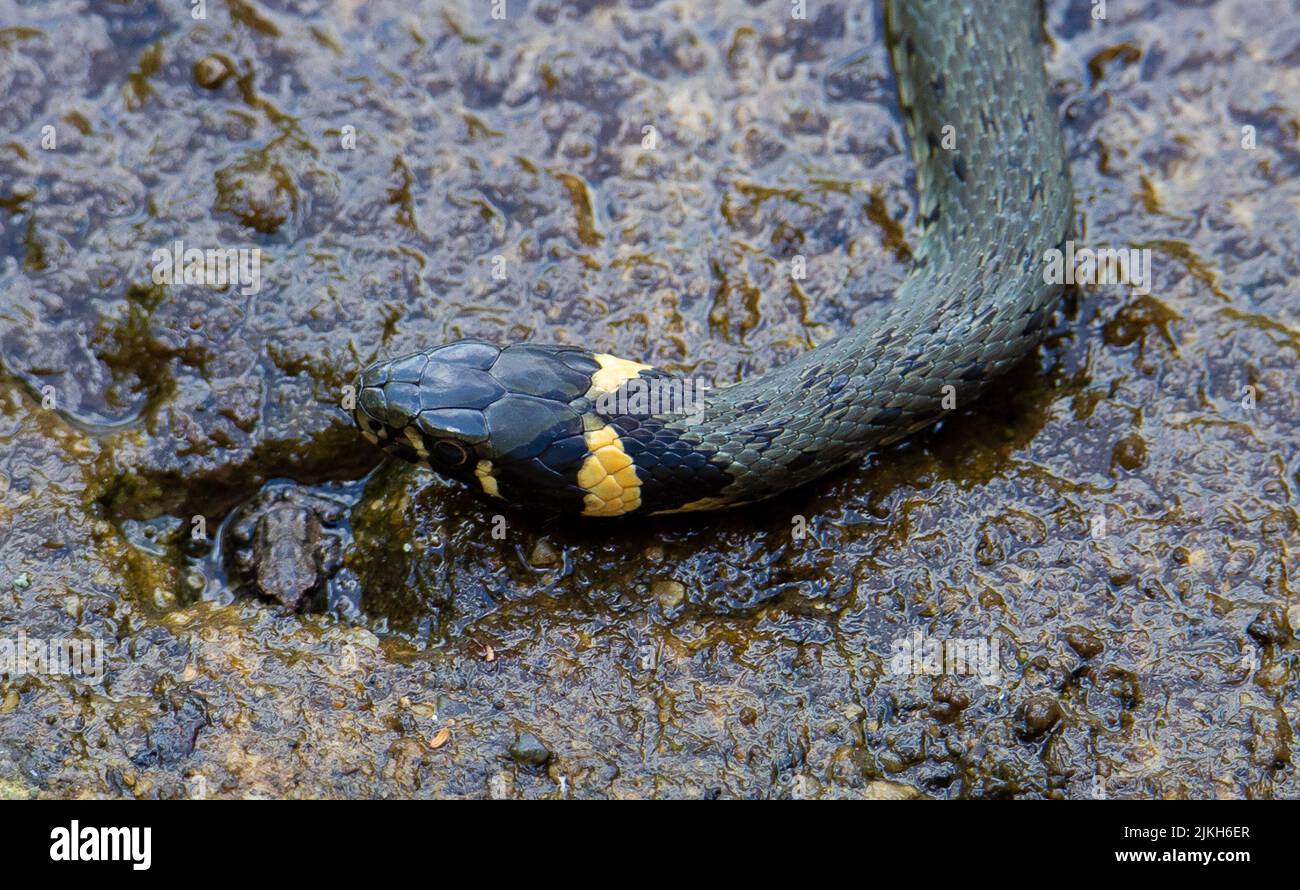 a Natrix natrix snake in close up, isolated, one, natu Stock Photo - Alamy