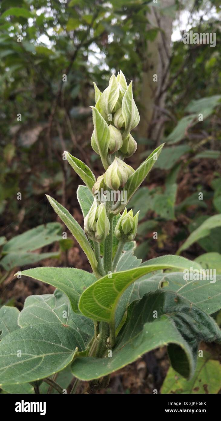 Clerodendrum infortunatum Flower bud getting ready. Clerodendrum ...