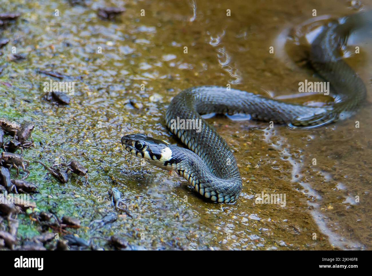 a Natrix natrix snake in close up, isolated, one, natu Stock Photo - Alamy