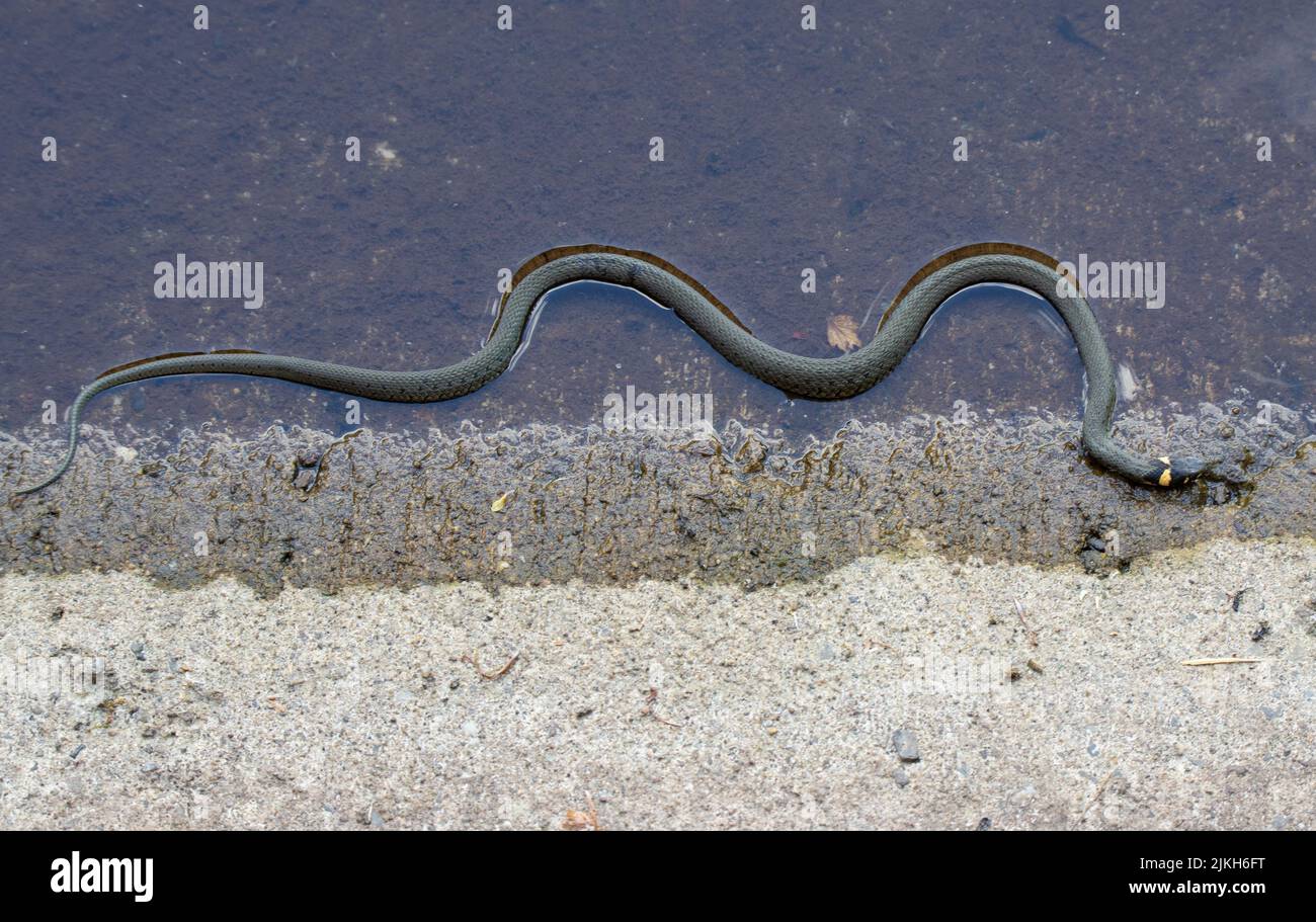 a Natrix natrix snake in close up, isolated, one, natu Stock Photo - Alamy