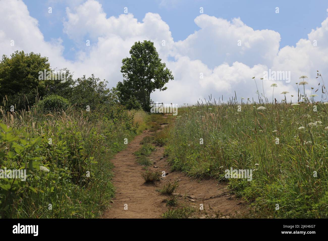 A beautiful rural view of the path through flower fields trees under ...