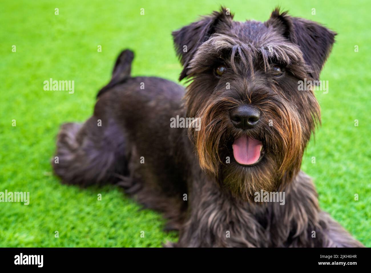 Dog laying on pier of river, green background. Mini schnauzer pup ...