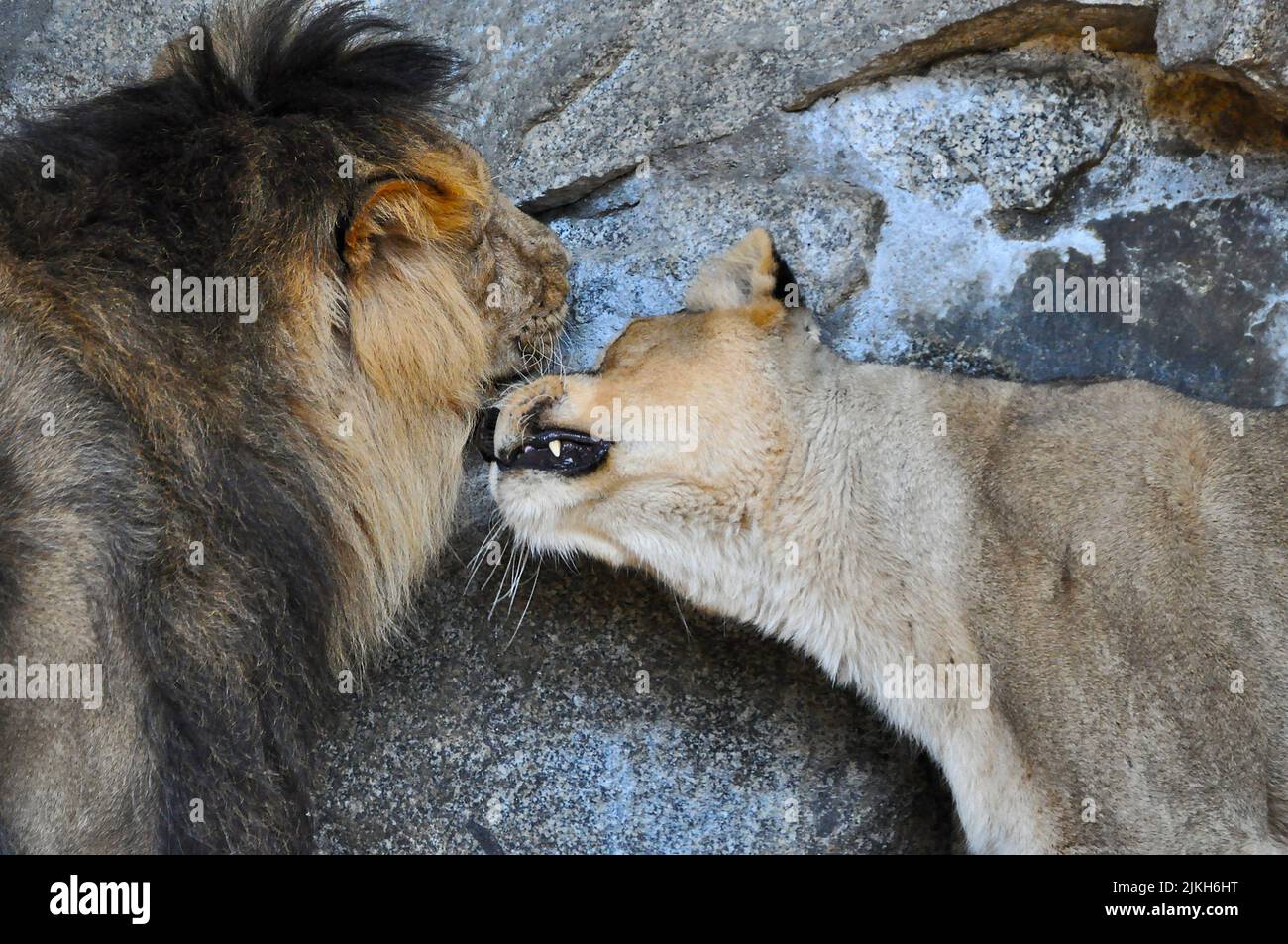 A closeup of a lioness nipping the mane of its lion mate Stock Photo ...